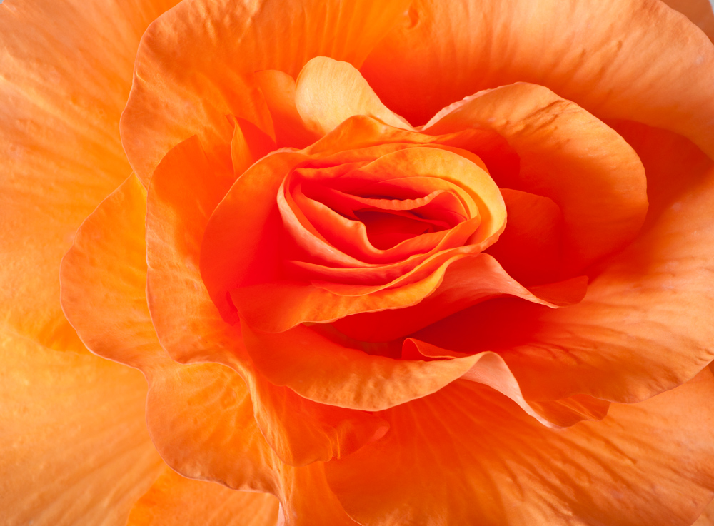 Архів :: Просмотр темы - Colin Hamilton