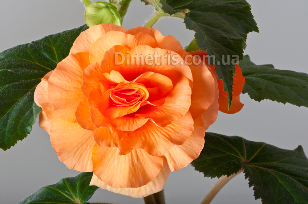 Архів :: Просмотр темы - Colin Hamilton