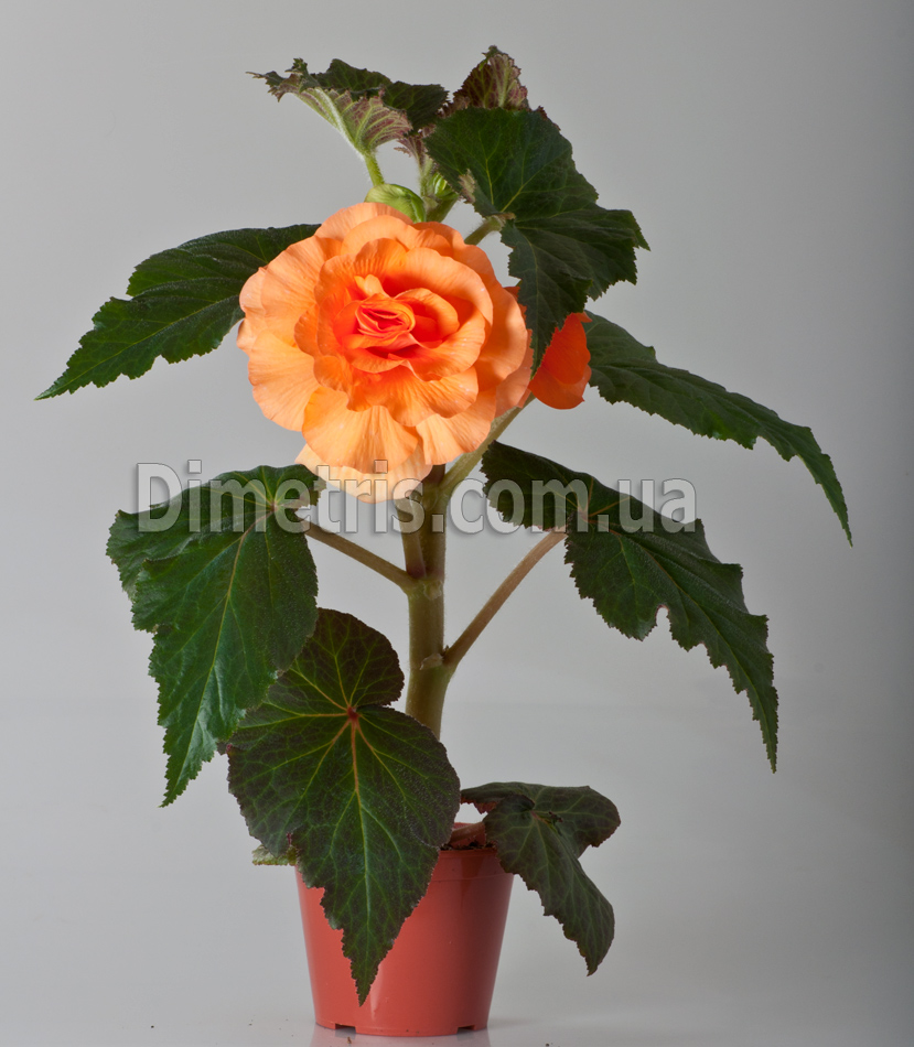 Архів :: Просмотр темы - Colin Hamilton