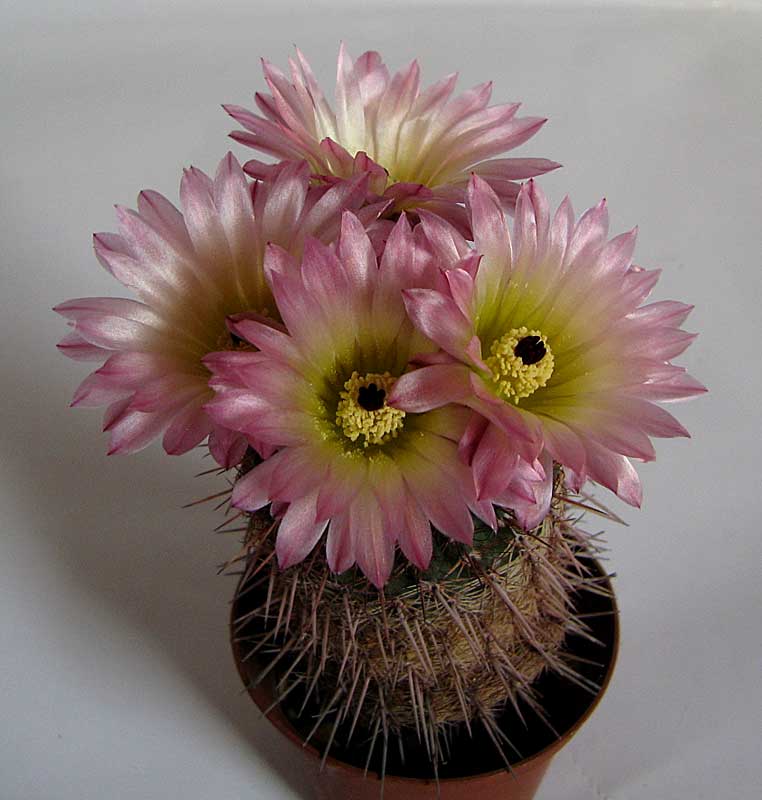 Архів :: Просмотр темы - Кактусы