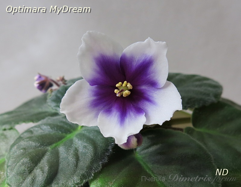 Архів :: Просмотр темы - Загляните к Пчелке в гости