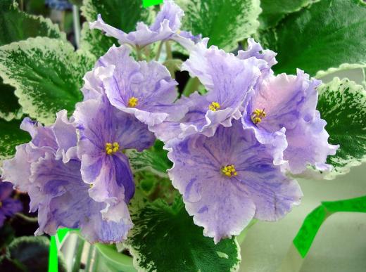 Архів :: Просмотр темы - Выставка в ДФ "Цветущий май-2009"