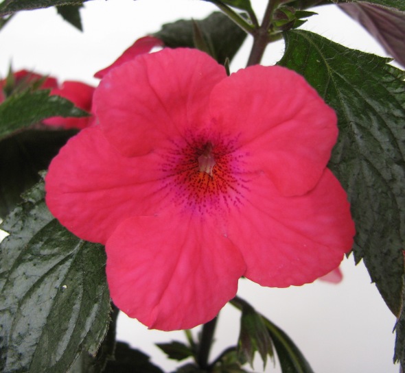 Архів :: Просмотр темы - Ахименес (Асhimenes)